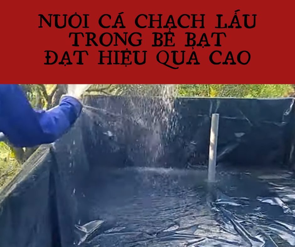 Nuôi Cá Chạch Lấu Trong Bể Bạt Đạt Hiệu Quả Cao